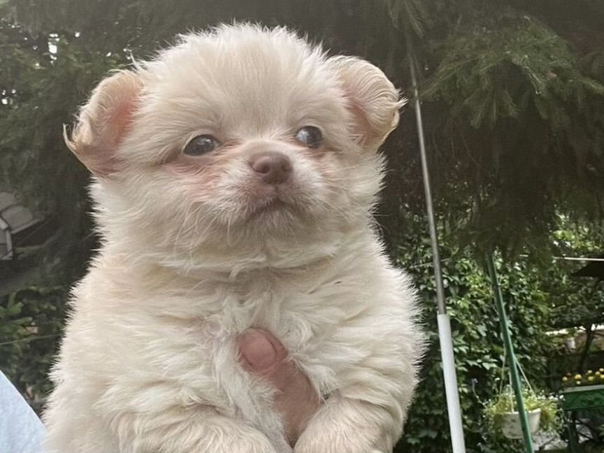 Чихуахуа кобель