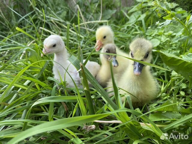 Гусята индюшата