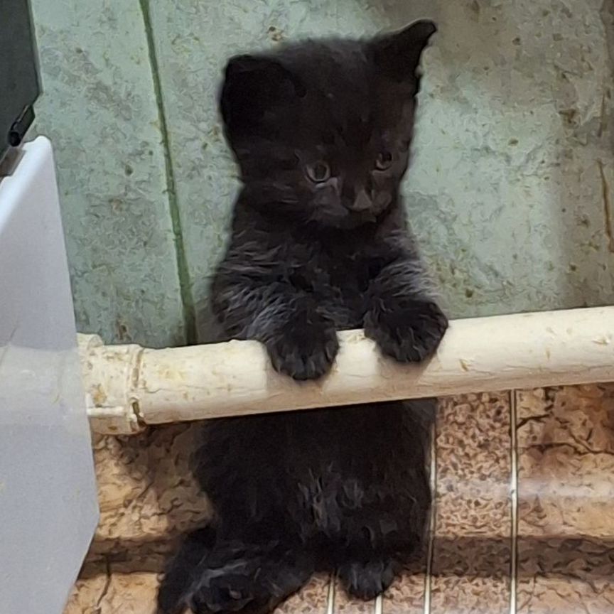 Британский длинношёрстный котёнок