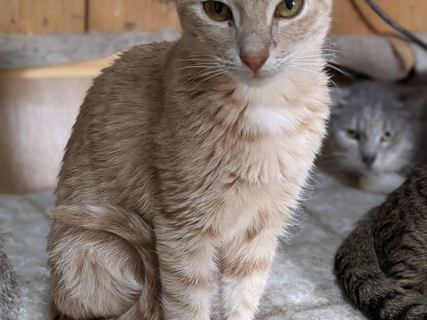 Кот ищет семью