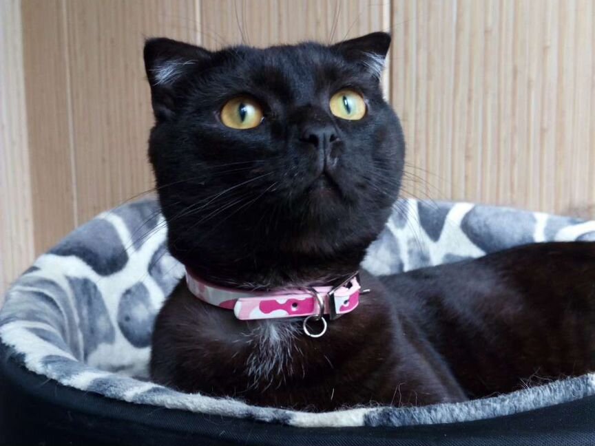 Вислоухий Жорик ищет дом