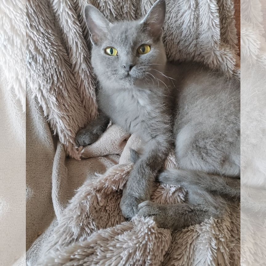 Взрослая, кошка в добрые руки