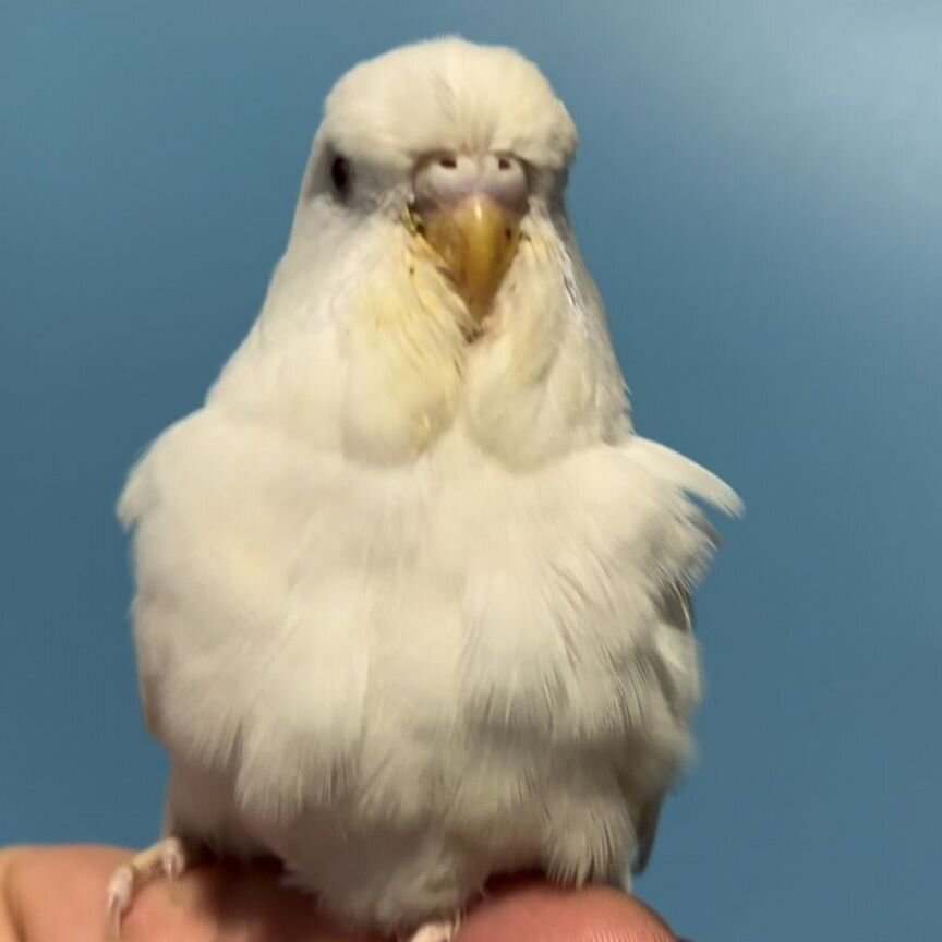 Попугай ввп чех птенцы