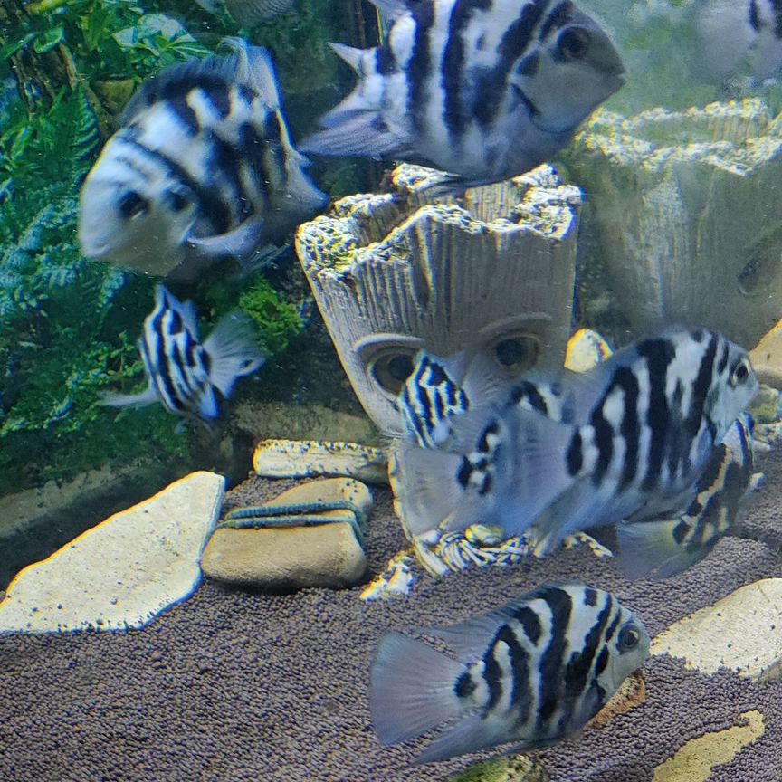 Рыбка сапфировый попугай