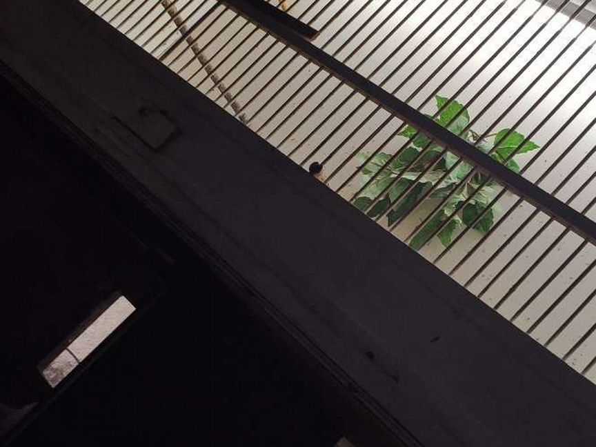 Птица Майна