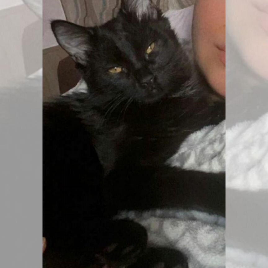 Взрослая кошка в добрые руки