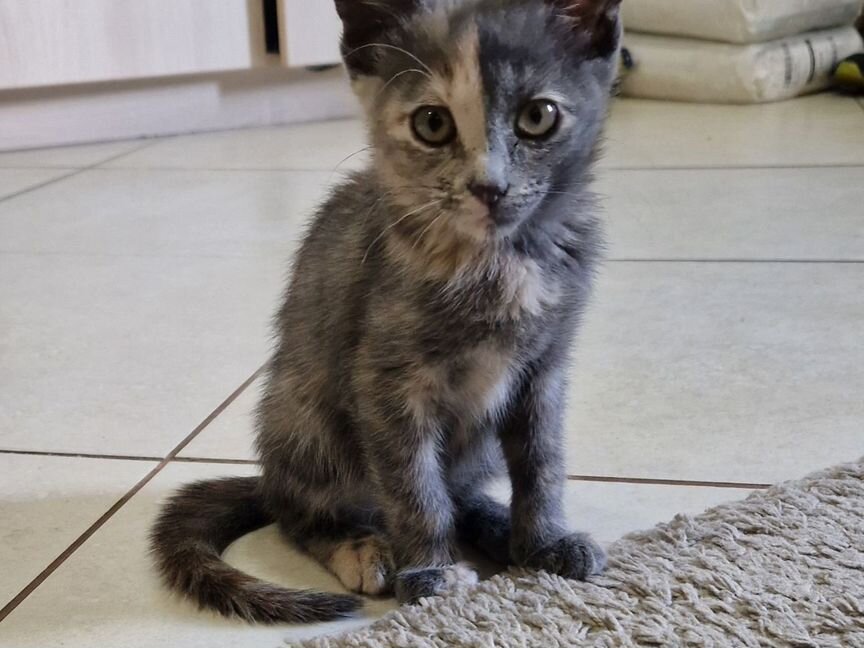 Кошечка в хорошие руки