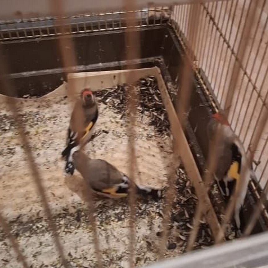 Щегол седоголовый