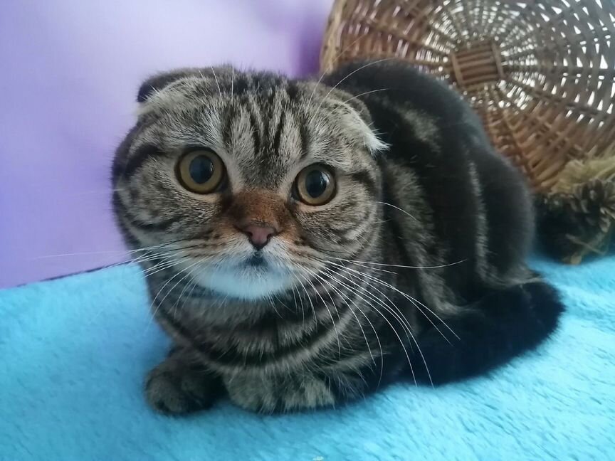 Шотландские красивые котята