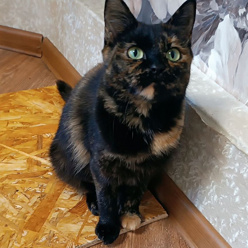 Взрослая, Девочка кошка в добрые руки