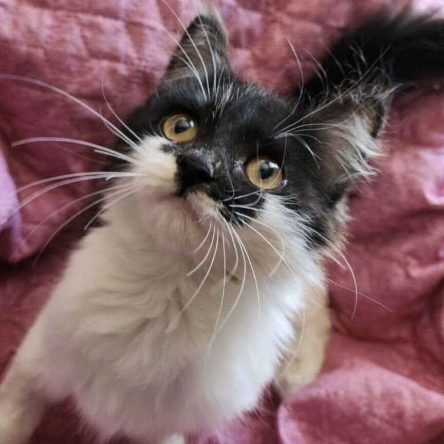 Прелестная малышка в добрые руки