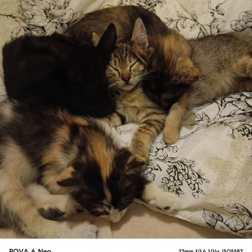 Котята трëхцветные с доставкой на дом