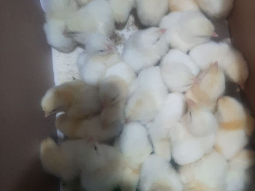 Цыплята броллер кобб 500