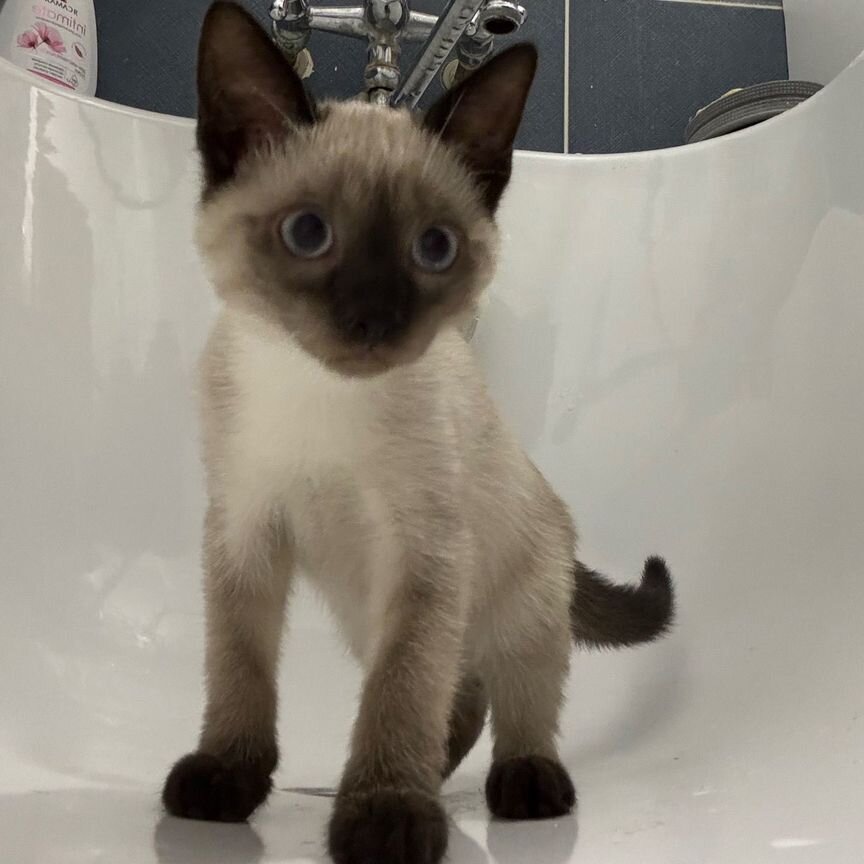 Тайский котёнок