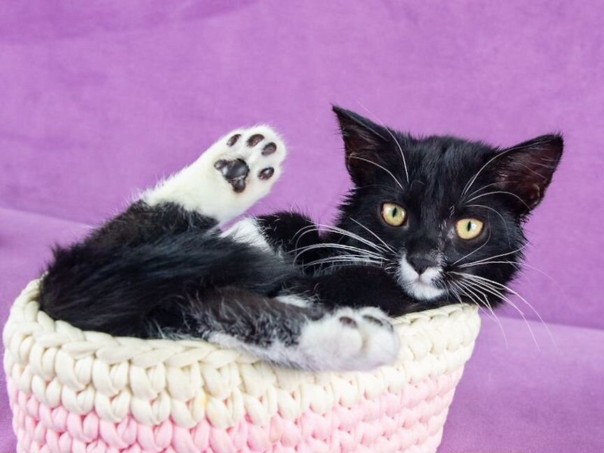 Котёнок я могу быть твоим