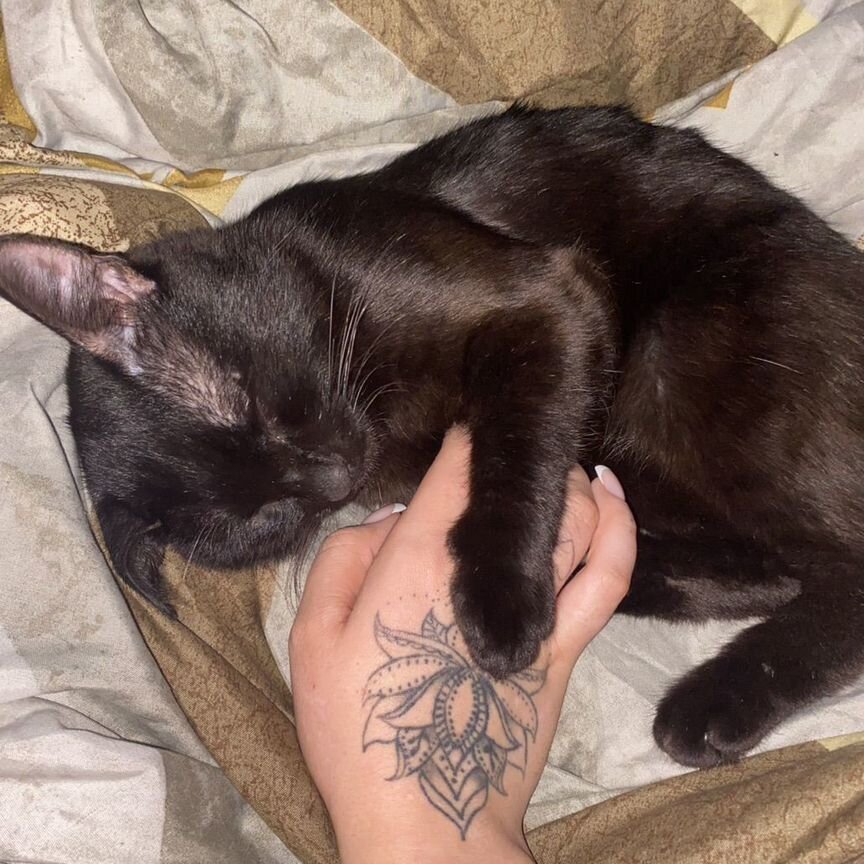 Котёнок
