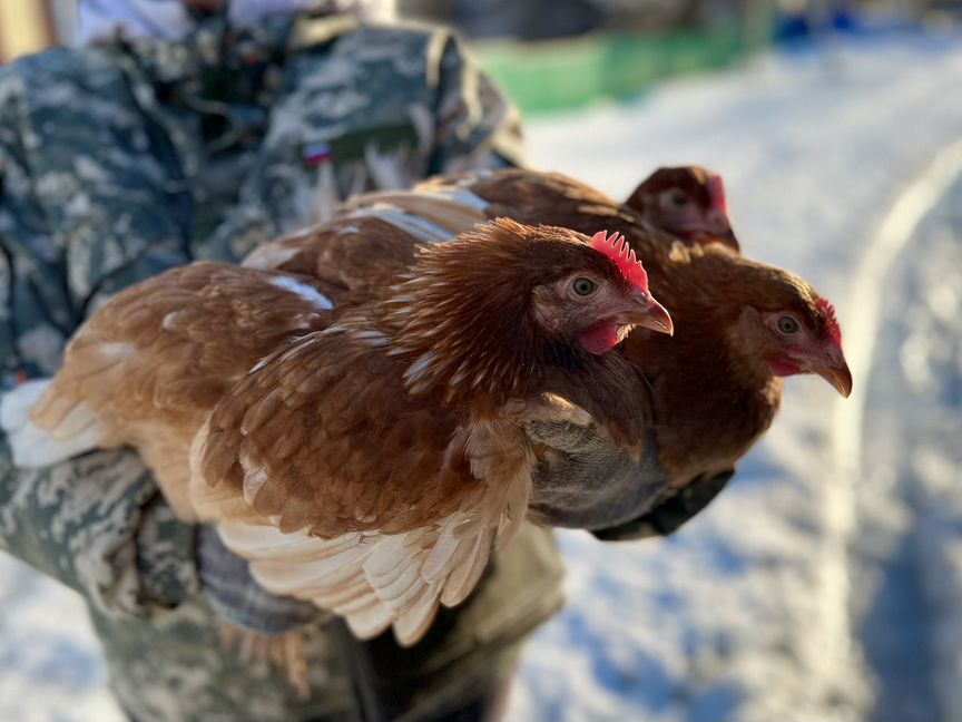 Куры молодки