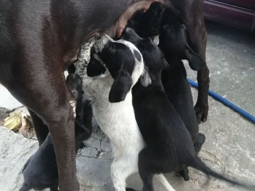 Щенки в добрые руки