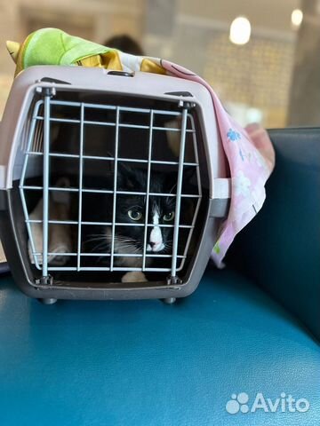 Невероятно ласковая Бонита ищет дом и поддержку