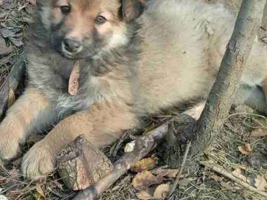 Собака в добрые руки