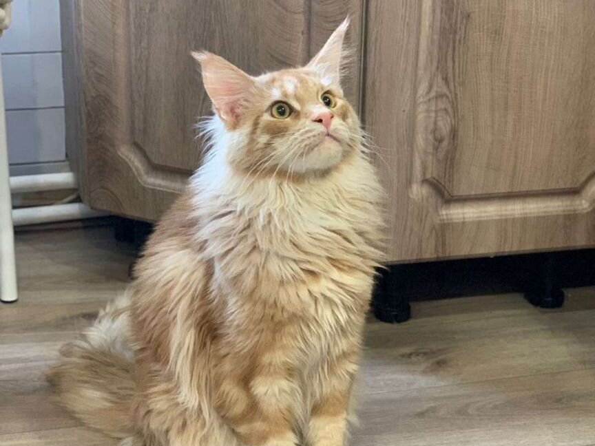 Мейн-кун котик