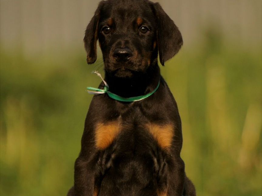 Подрощенный мальчик ищет дом