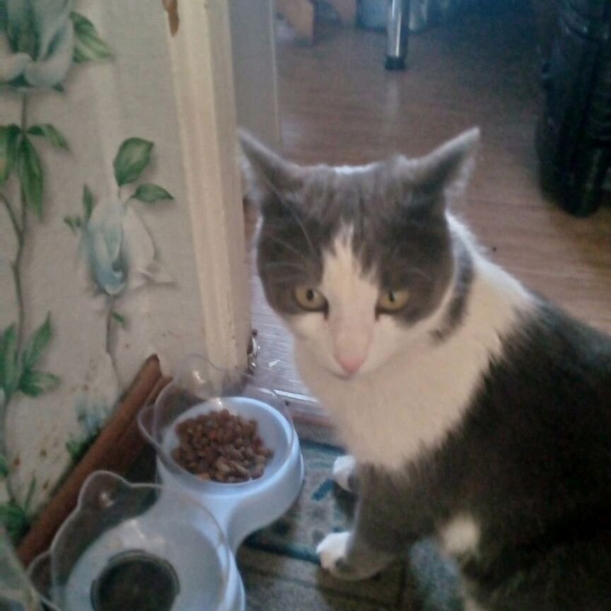 Котик ласковый, мышелов, кастрат