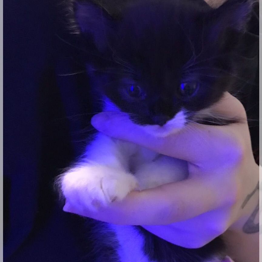 Котёнок в добрые руки