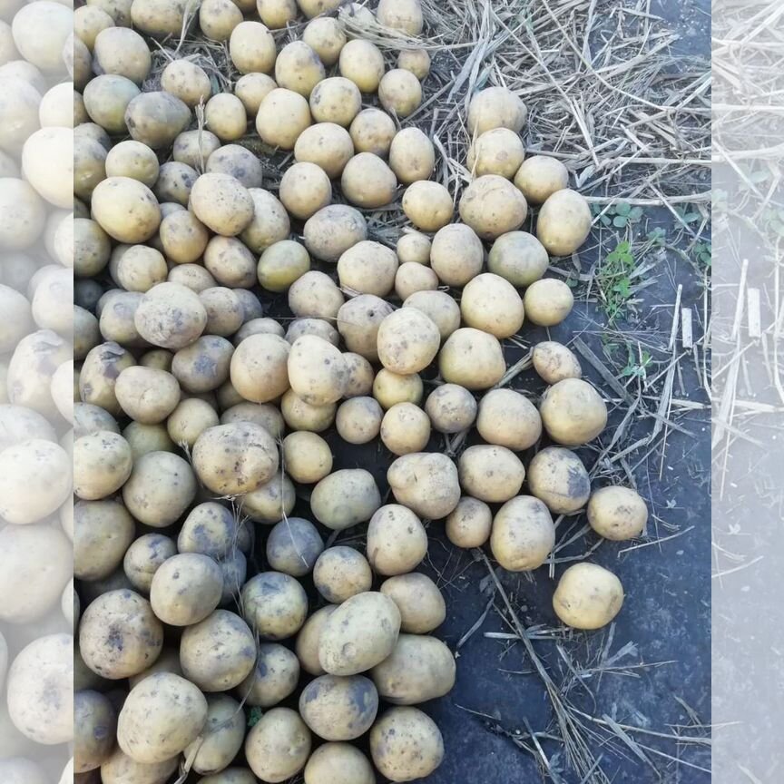 Картофель мелкий на корм животным