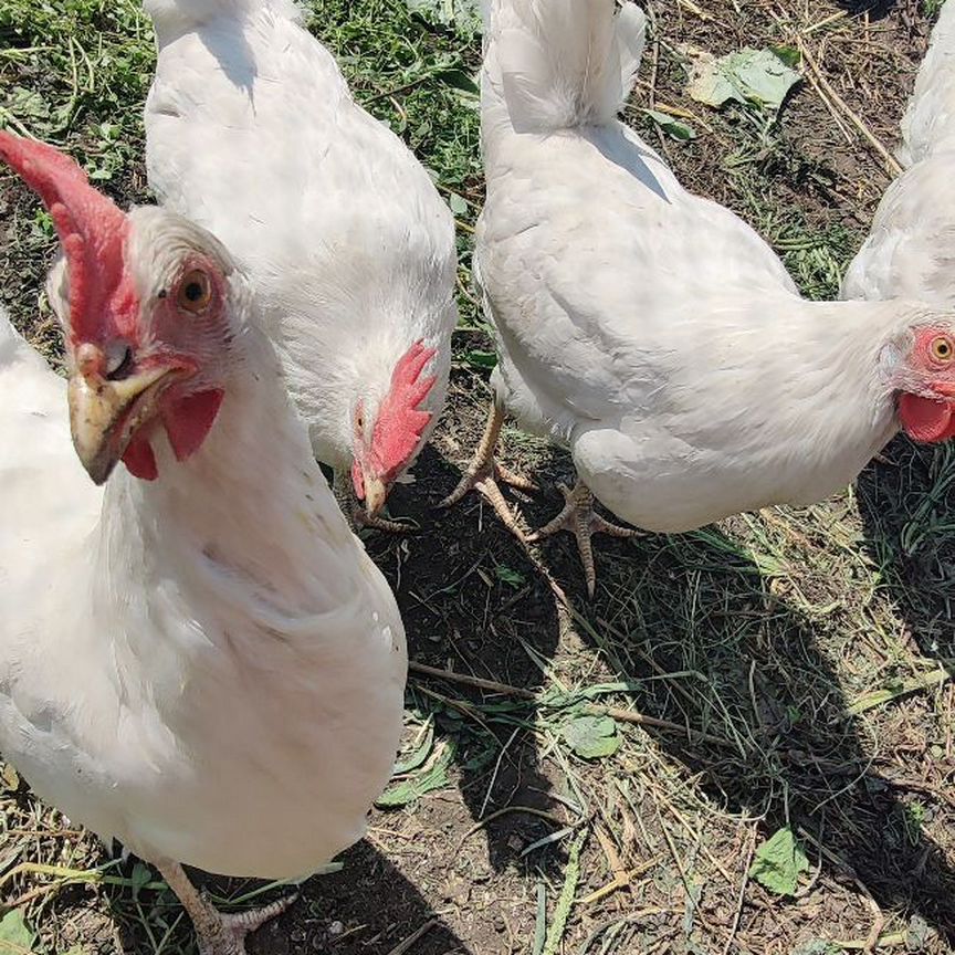 Куры несушки домашние