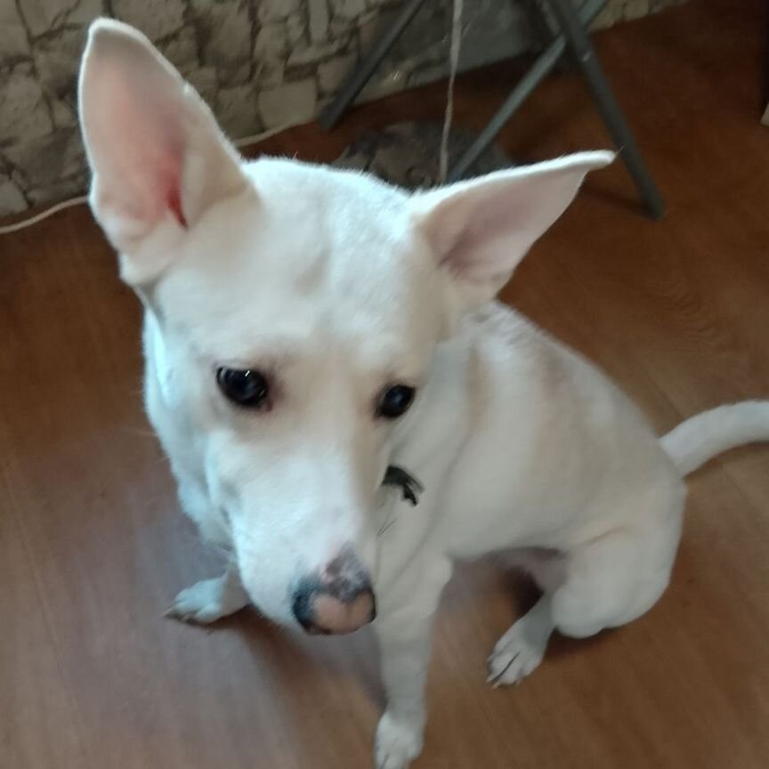 Отдам собаку, порода Лайка