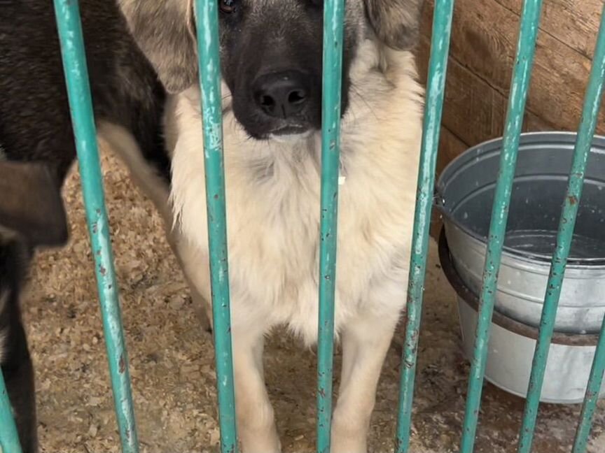 Спасите собаку Лею из приюта