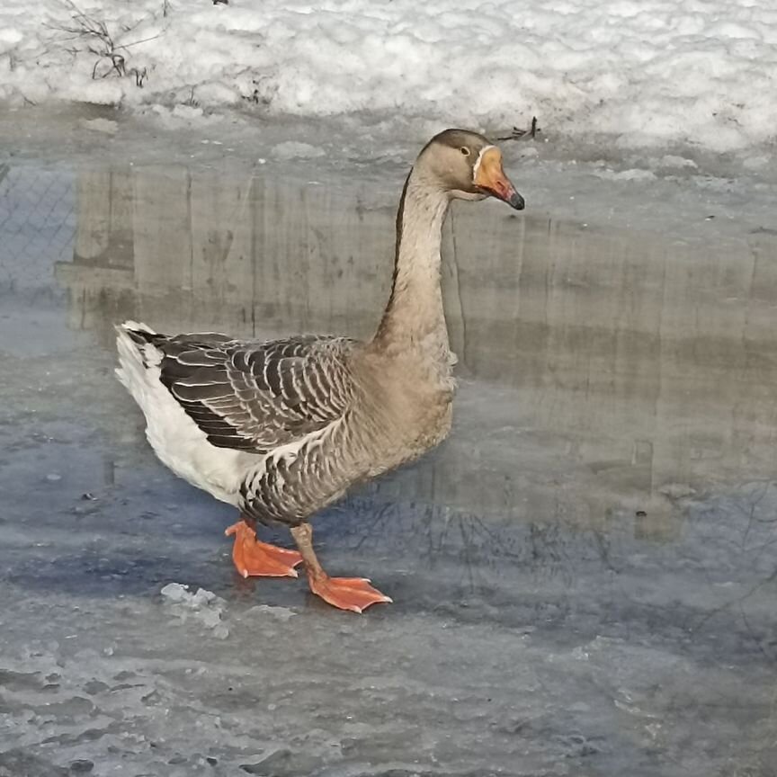 Гусь
