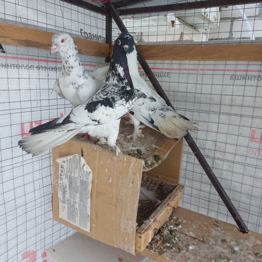 Голуби широкохвостые