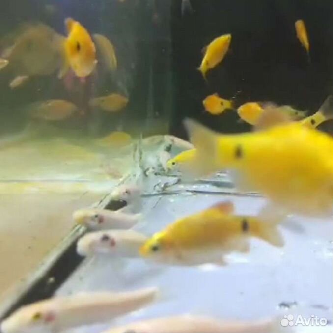 Водорослеед гиринохейлус Аквариумные рыбки в ассор