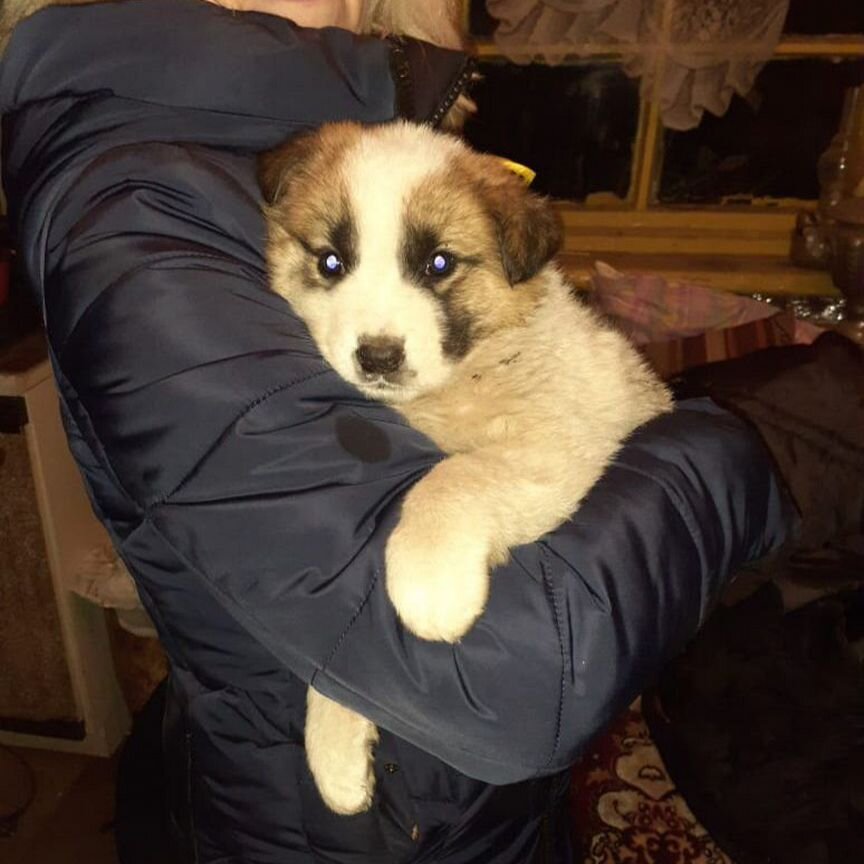 Щенок в добрые руки