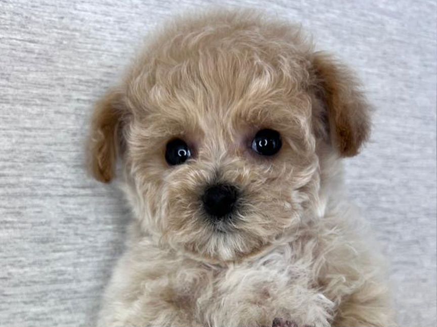 Пушон щенок мальчик