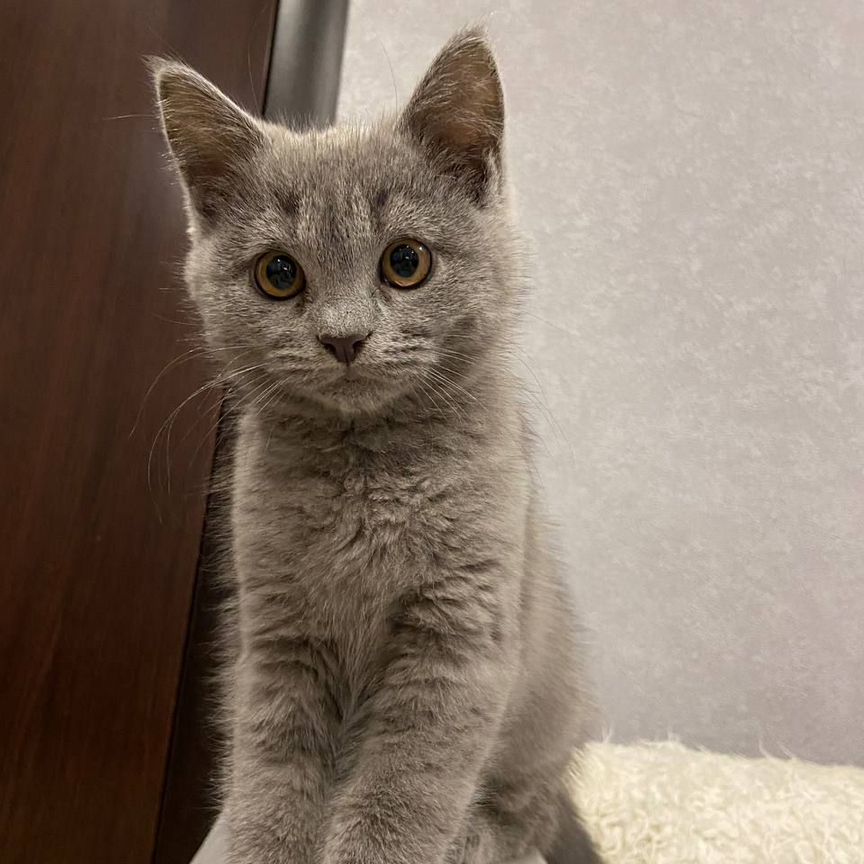 Котенок мальчик бесплатно