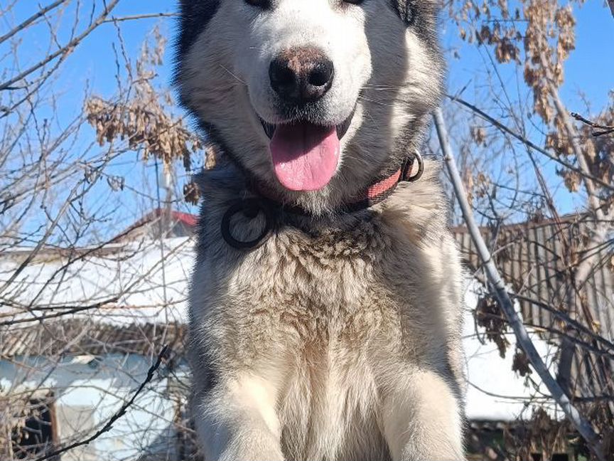Щенки Хаски +овчарка