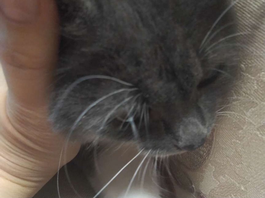 Кто потерял котёнка