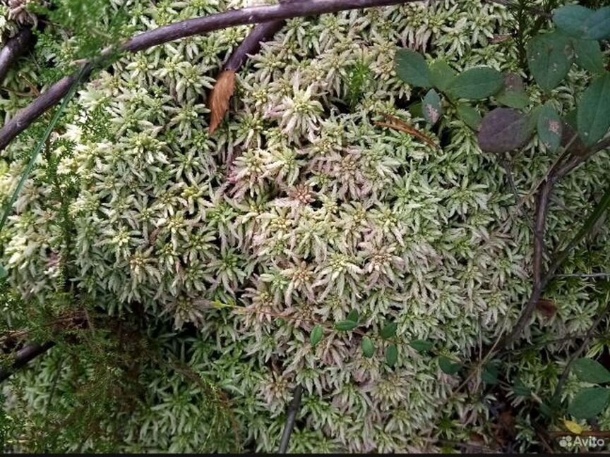 Мох могеланский