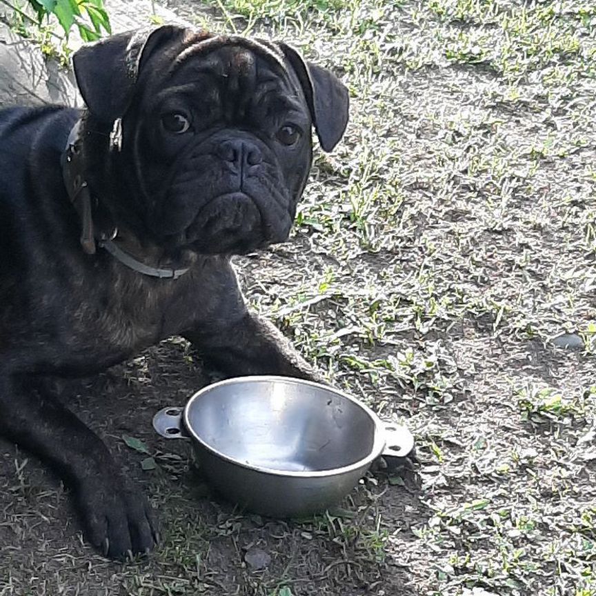 Французский бульдог, взрослый пёс