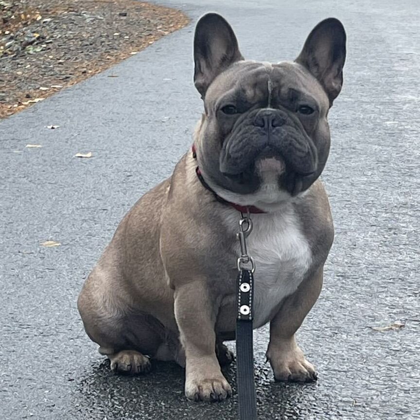 Французский бульдог, вязка