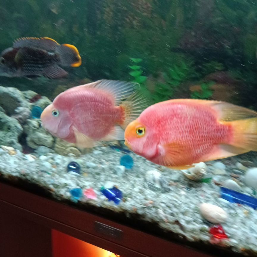 Рыба папугай