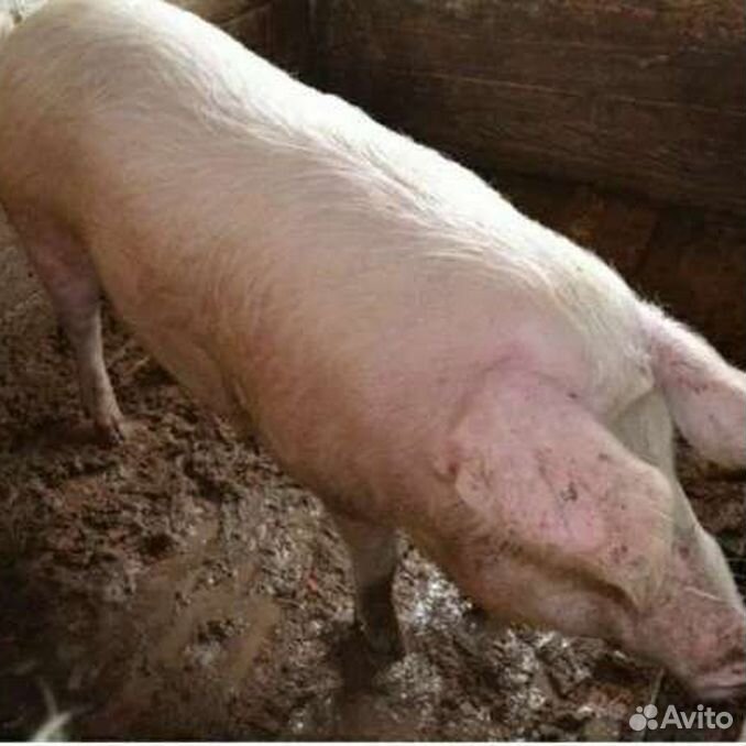 Хряк ландрас на племя