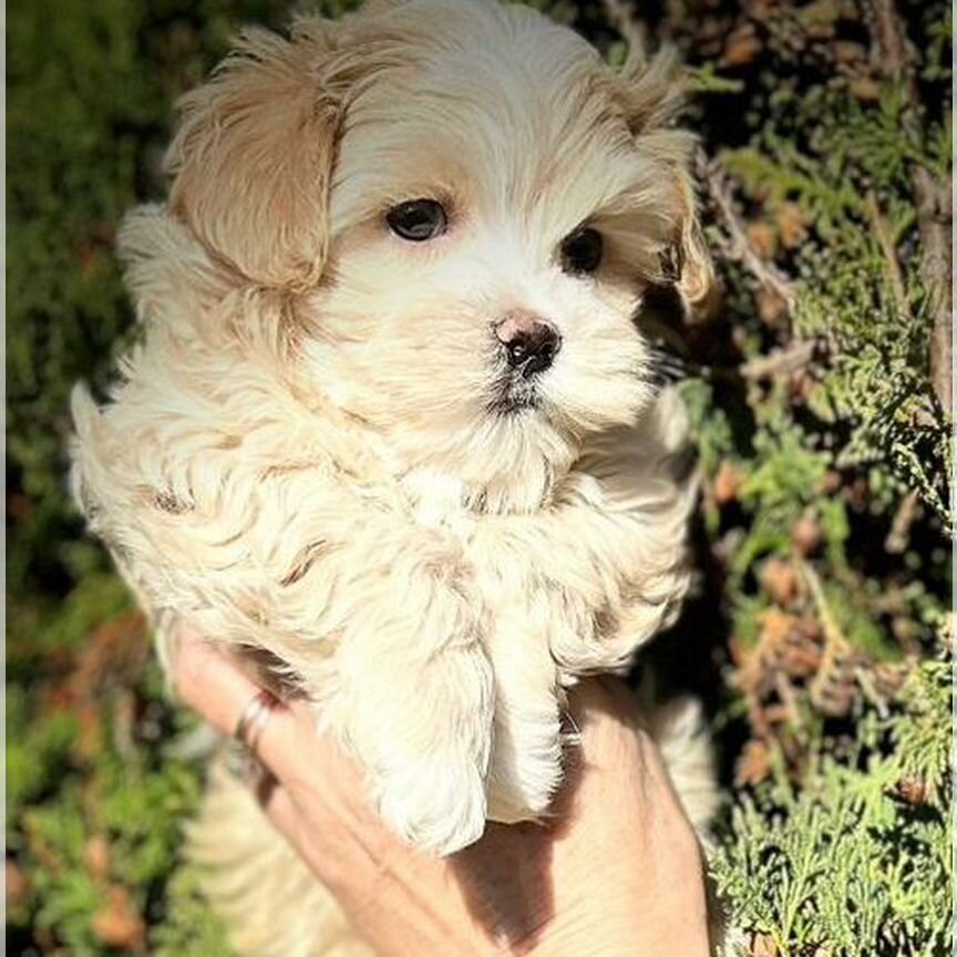 Щенки мальтипу f1 мини