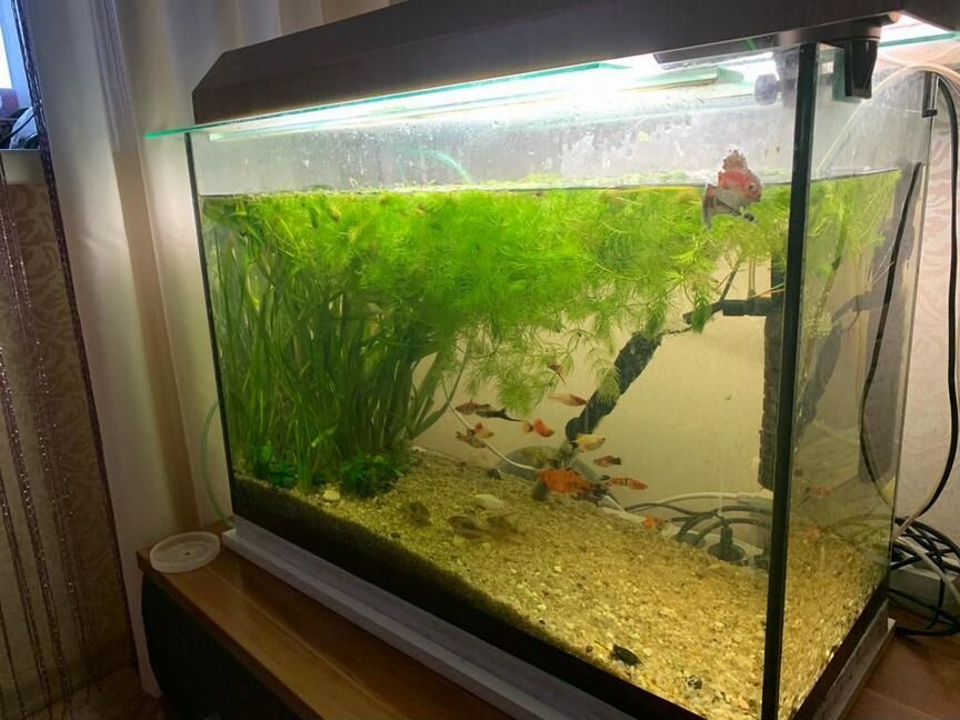Аквариум с рыбками и растениями
