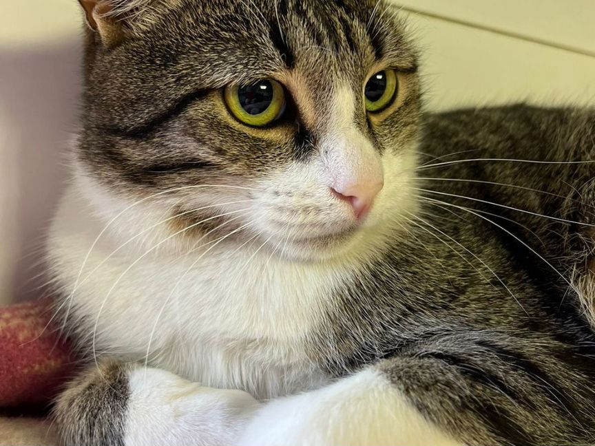 Кот из приюта