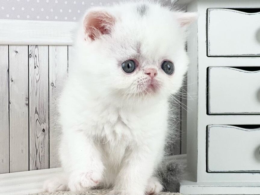 Экзотический короткошерстный мальчик