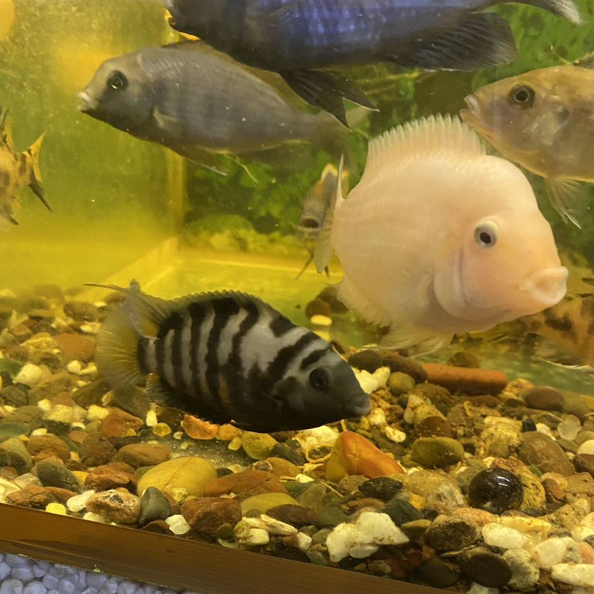 Цихлазомы (пара )